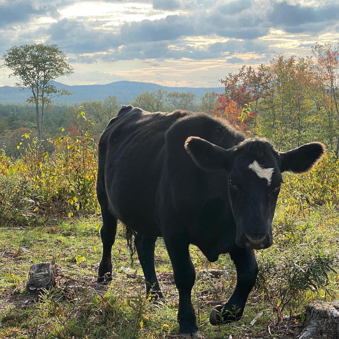 About Us – Gravel Pit Farm NH