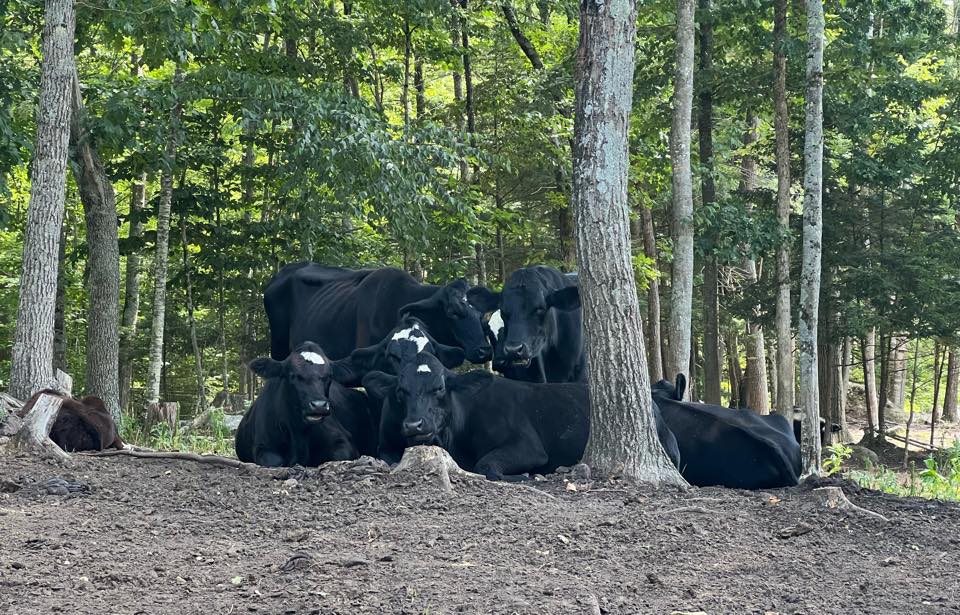 Gravel Pit Farm – Gravel Pit Farm NH